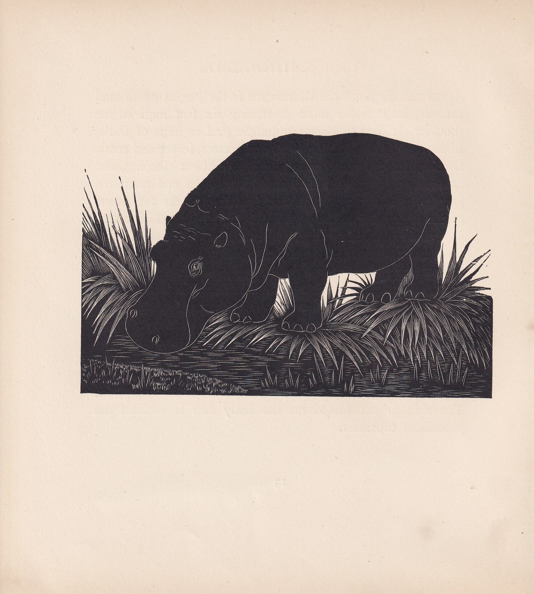 1929 HIPPO Print Wood Engraving Hippo Wall Art Zoology - Etsy