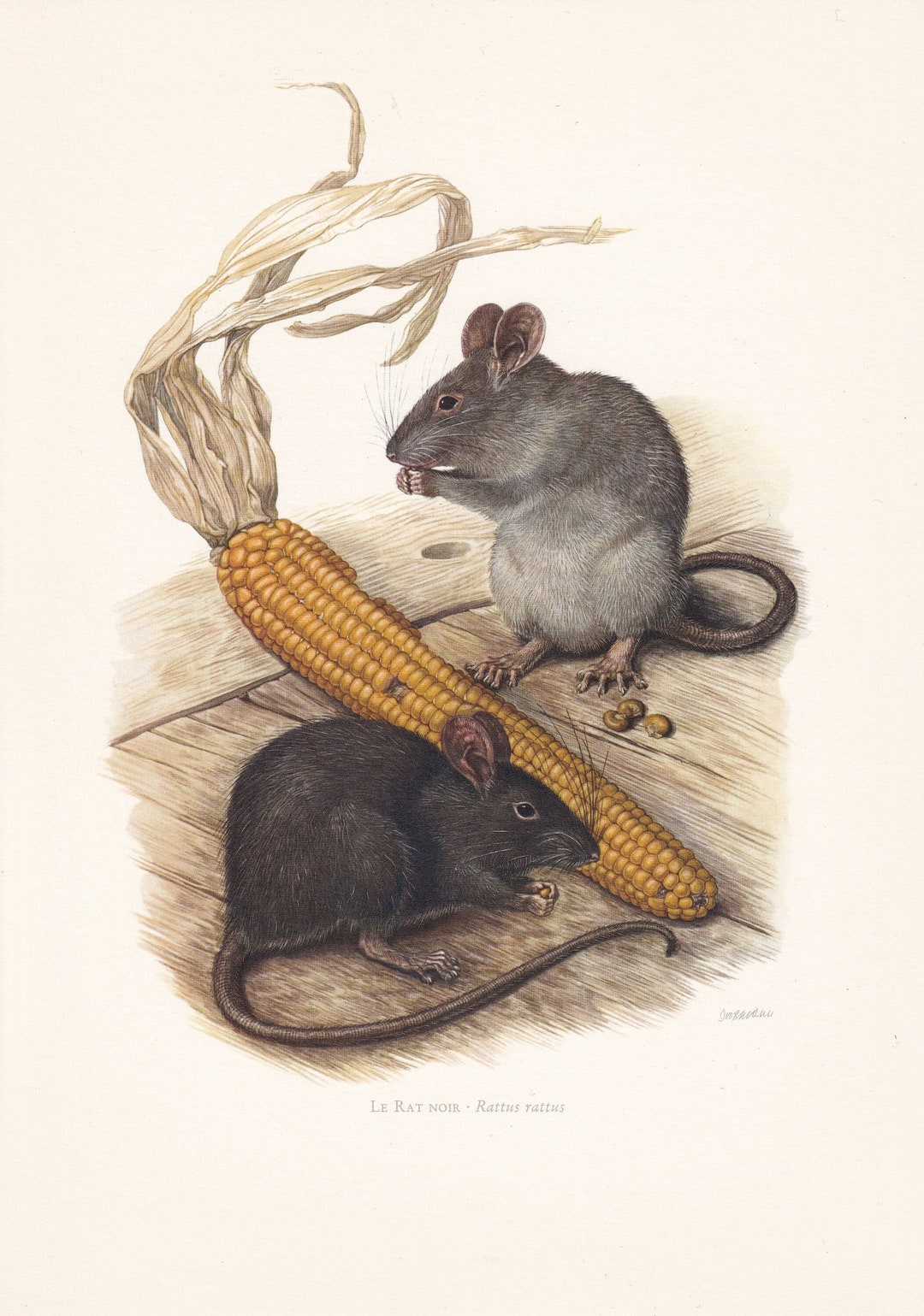1960 BLACK RAT Print - Vintage Animal Print - Animal Illustration ...