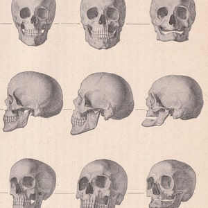 1900 SKULLS Print - Human Skulls Print - Human Anatomy Print ...