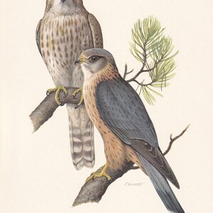 1960 MERLIN FALCON Bird Print - Vintage Bird Print - Bird Illustration ...