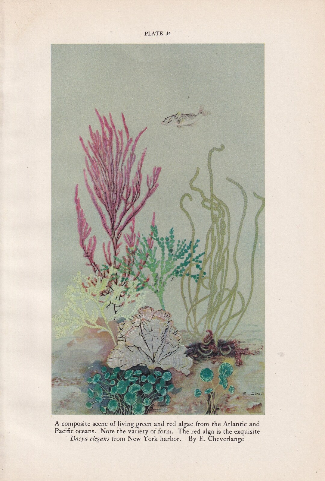 1934 GREEN & RED ALGAE Print - Algae Art - Algae Print - Algae Wall Art ...