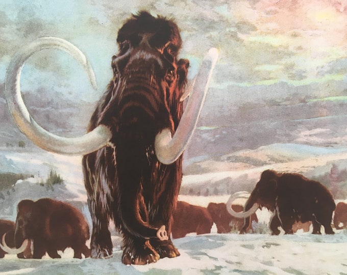 1960 WOOLLY MAMMOTH Print - Prehistoric Animals Print - Paleoart ...