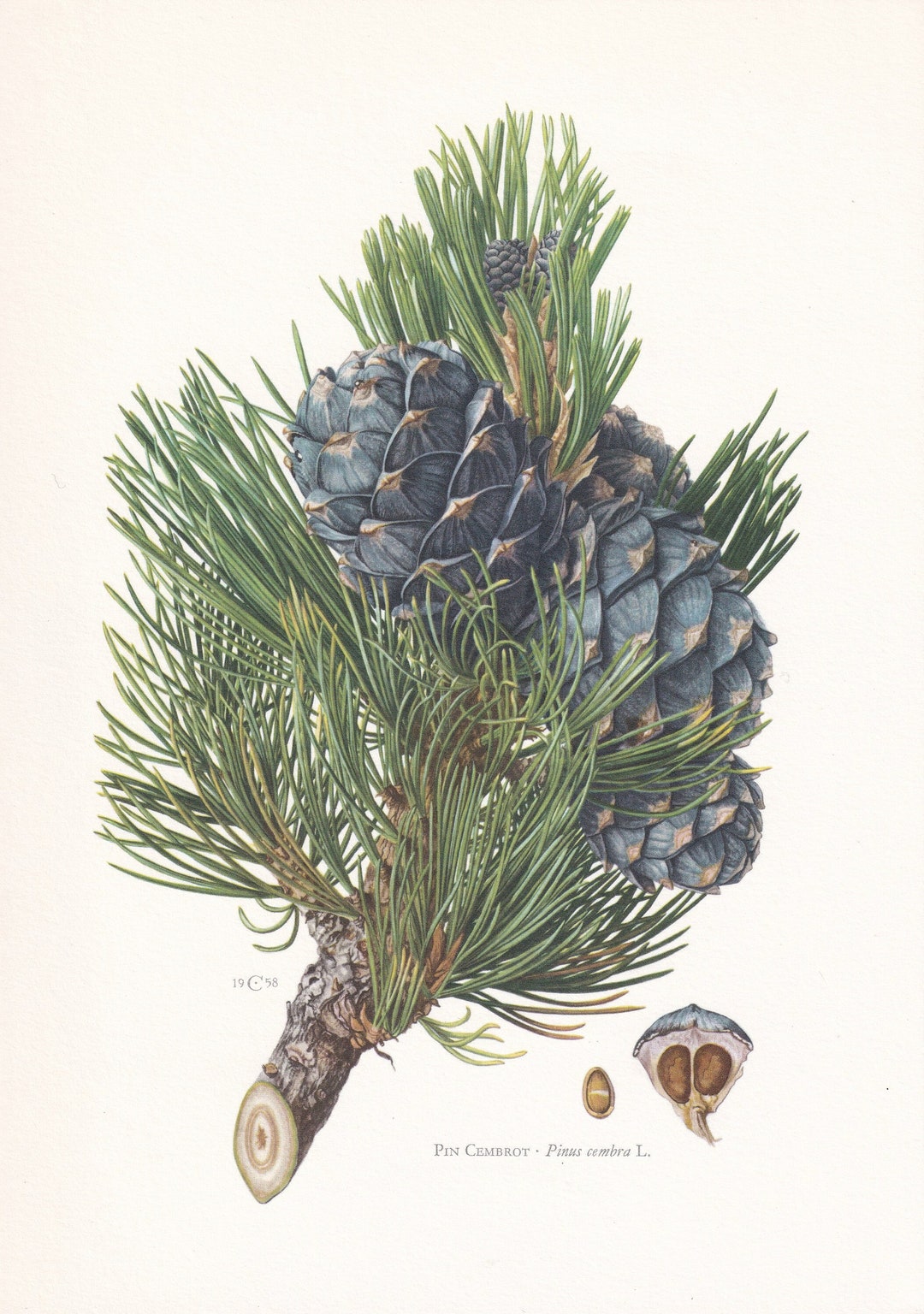 1960 AROLLA PINE Print - Botanical Print - Tree Illustration - Tree ...