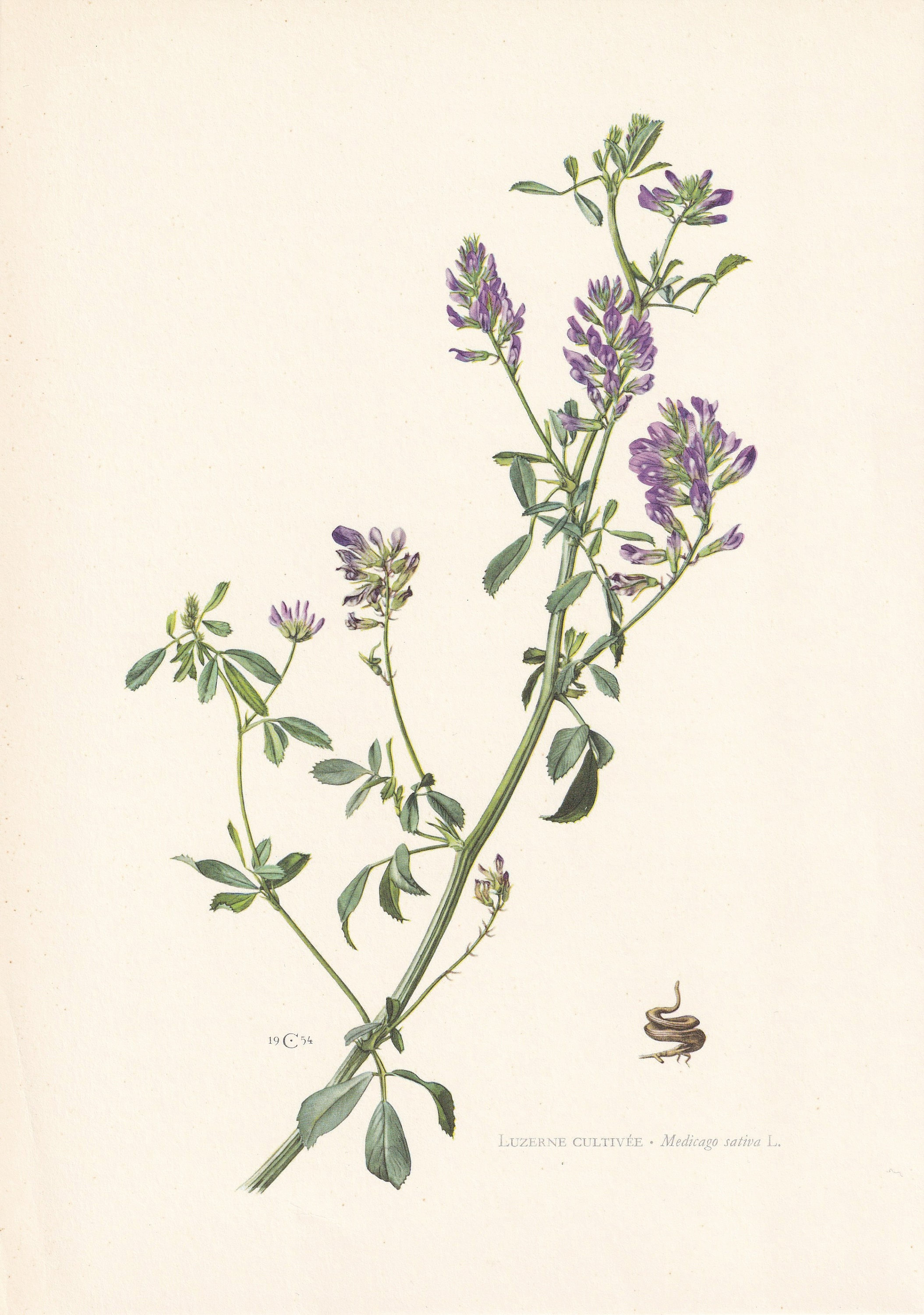 Alfalfa Plant Diagram