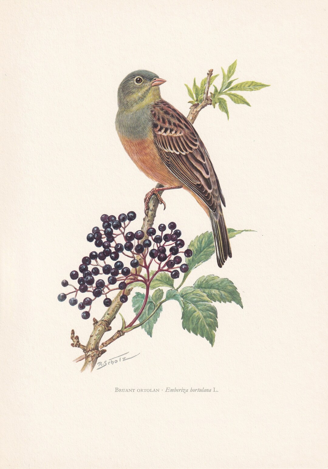 1960 ORTOLAN BUNTING Print - Vintage Bird Print - Bird Illustration ...