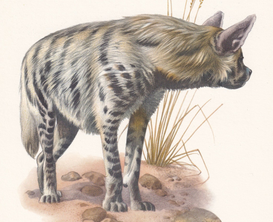1960 STRIPED HYENA Print - Vintage Animal Print - Animal Illustration ...