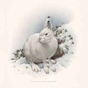 1960 MOUNTAIN HARE Print - Vintage Animal Print - Animal Illustration ...