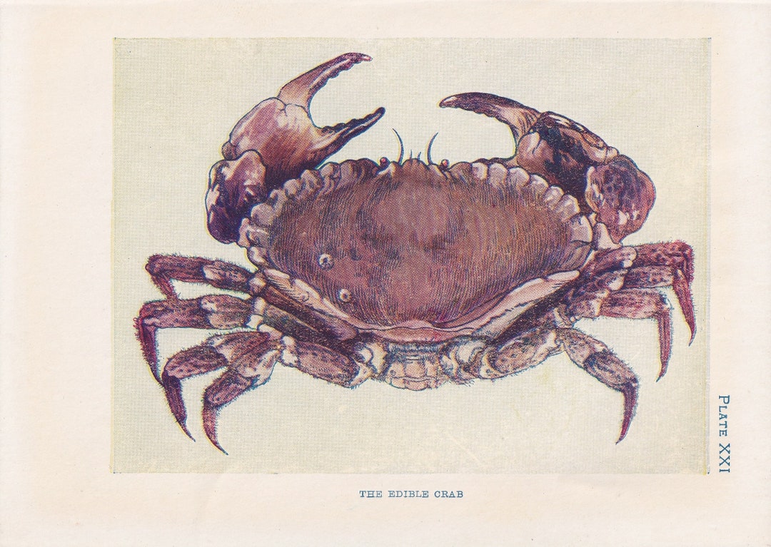1907 CRAB Print - Original Antique Marine Print - Crab Wall Art - Sea ...