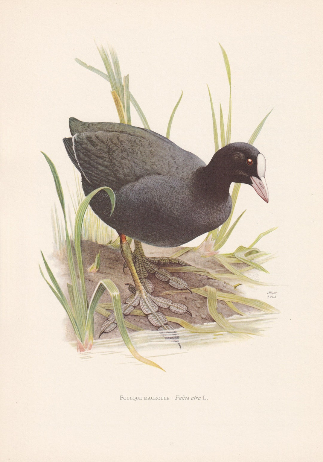 1960 COOT Bird Print - Vintage Bird Print - Bird Illustration - Bird ...