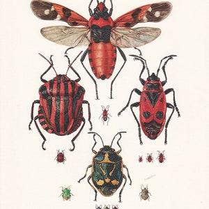 1960 SHIELD BUG & Black-and-red Bug Print - Vintage Insect Print ...