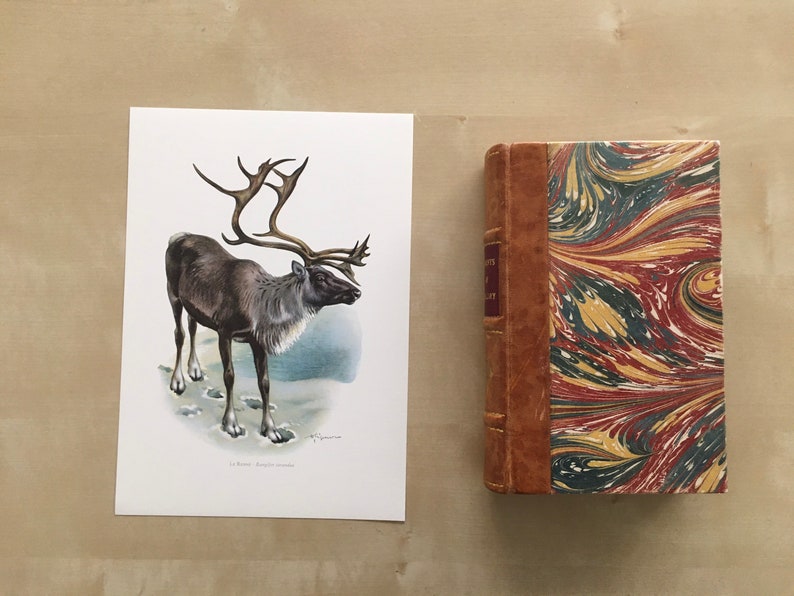 1960 REINDEER Aka CARIBOU Print Vintage Zoology Print - Etsy
