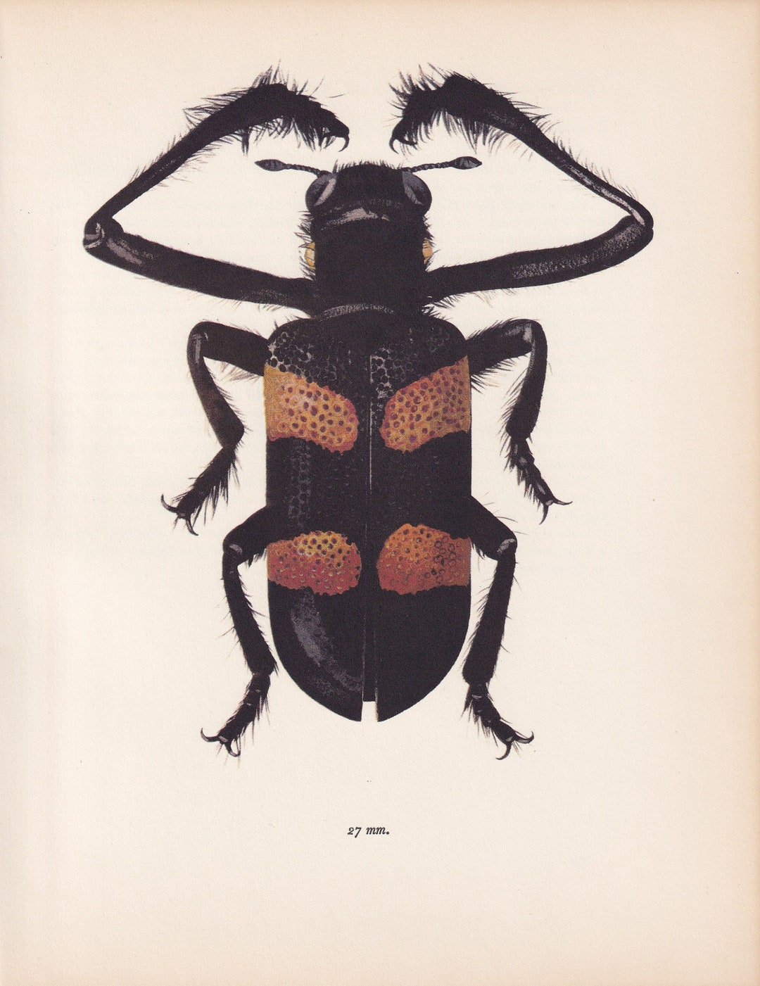 1964 GAHAN BEETLE Print - Vintage Beetle Art - Insect Print ...