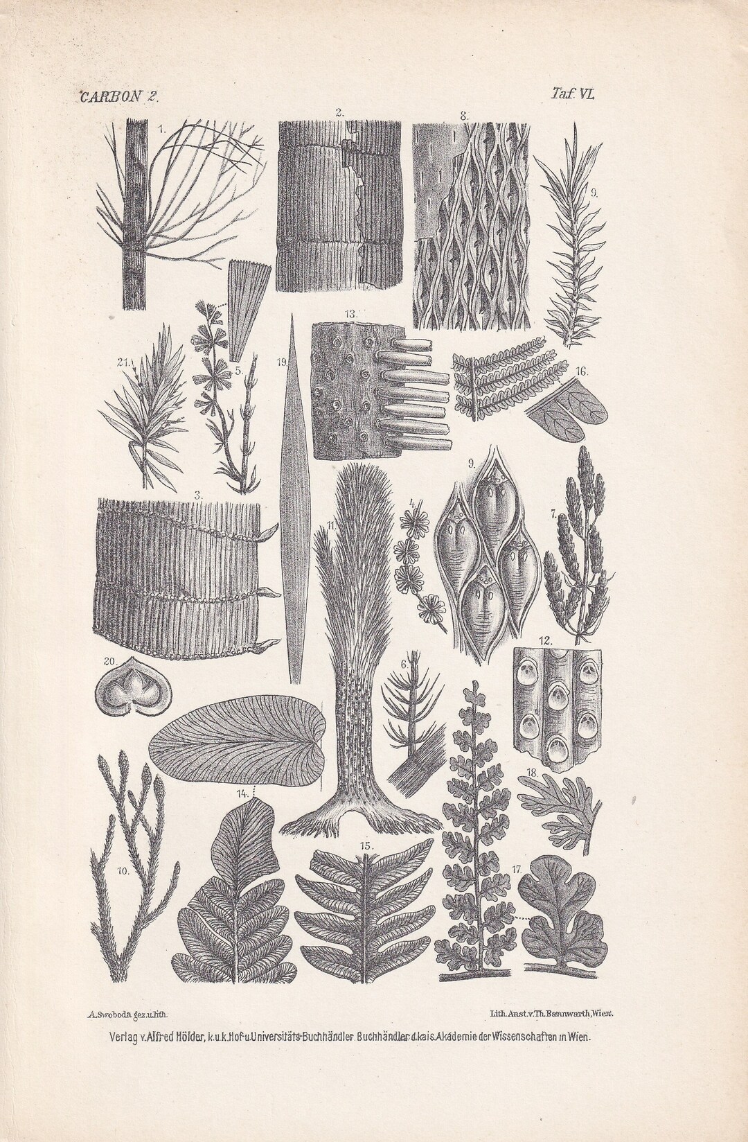 1900 CARBONIFEROUS PERIOD FOSSILS Print - Antique Fossil Print - Plant ...