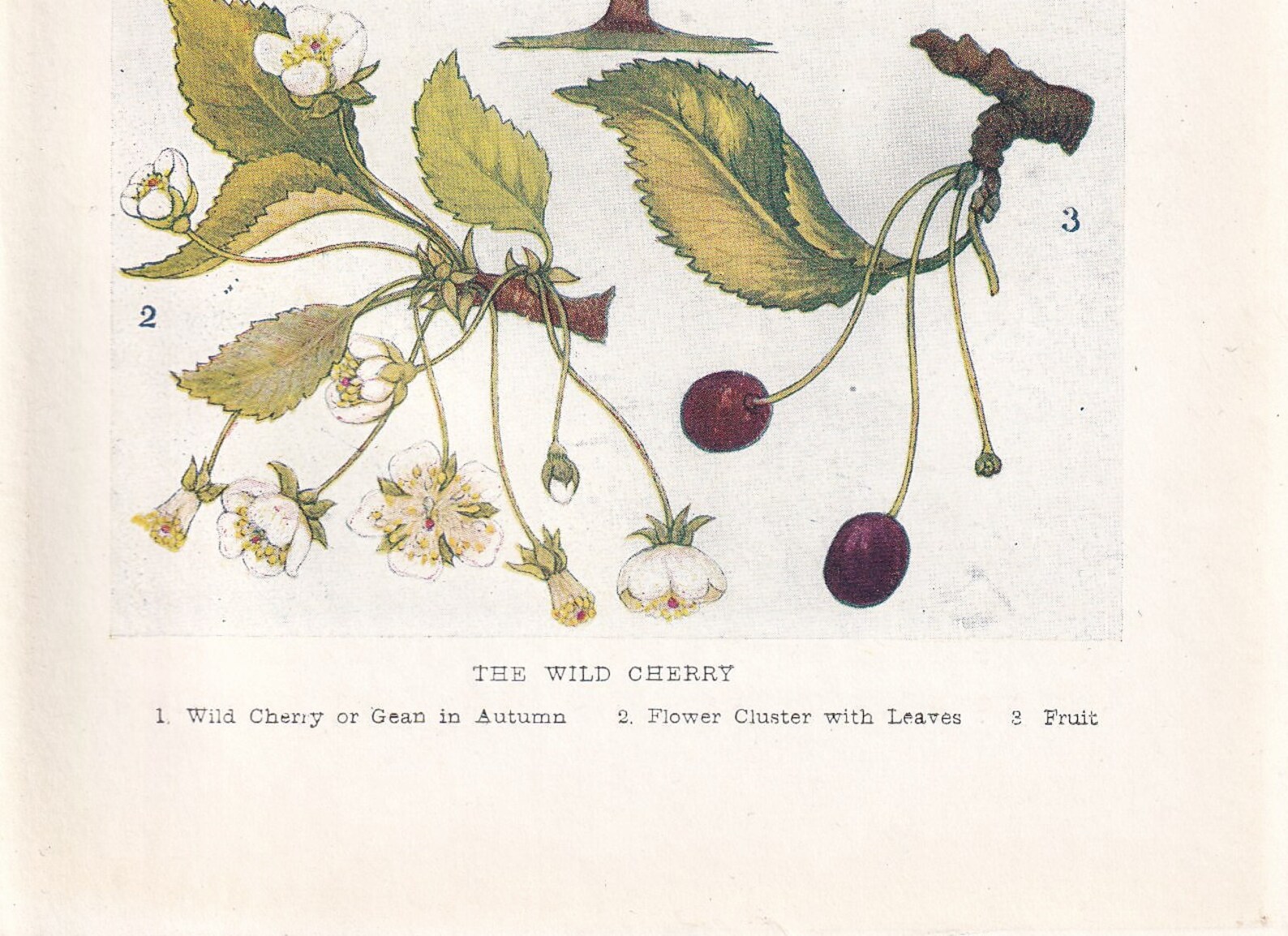 1910 WILD CHERRY TREE Print - Original Antique Tree Print - Tree Wall ...