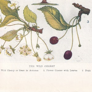 1910 WILD CHERRY TREE Print - Original Antique Tree Print - Tree Wall ...