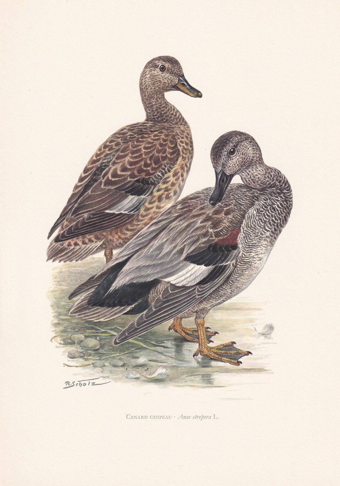 1960 GADWALL DUCK Bird Print - Vintage Bird Print - Bird Illustration ...
