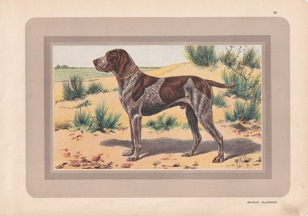 1931 GERMAN SHORTHAIRED POINTER Print Original Antique Hunting Dog ...