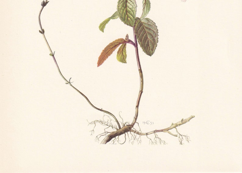 1960 WATER MINT Print - Botanical Print - Flower Painting - Flower Wall ...