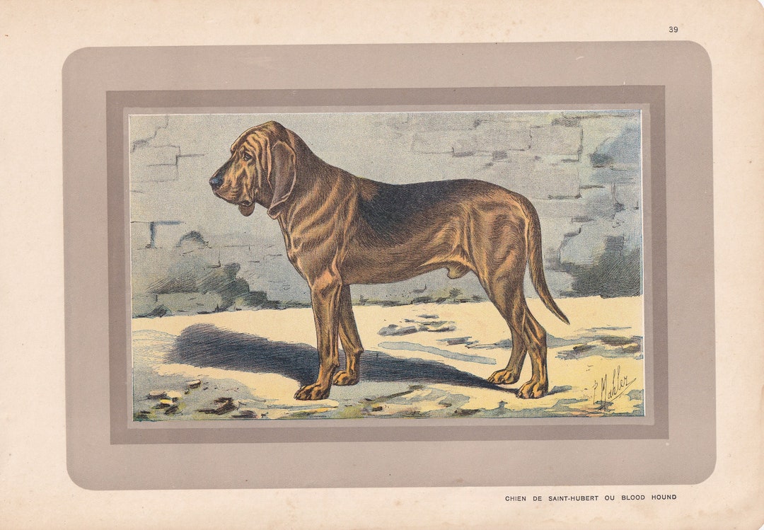1931 BLOODHOUND DOG Print - Original Antique Hunting Dog Print - Dog ...