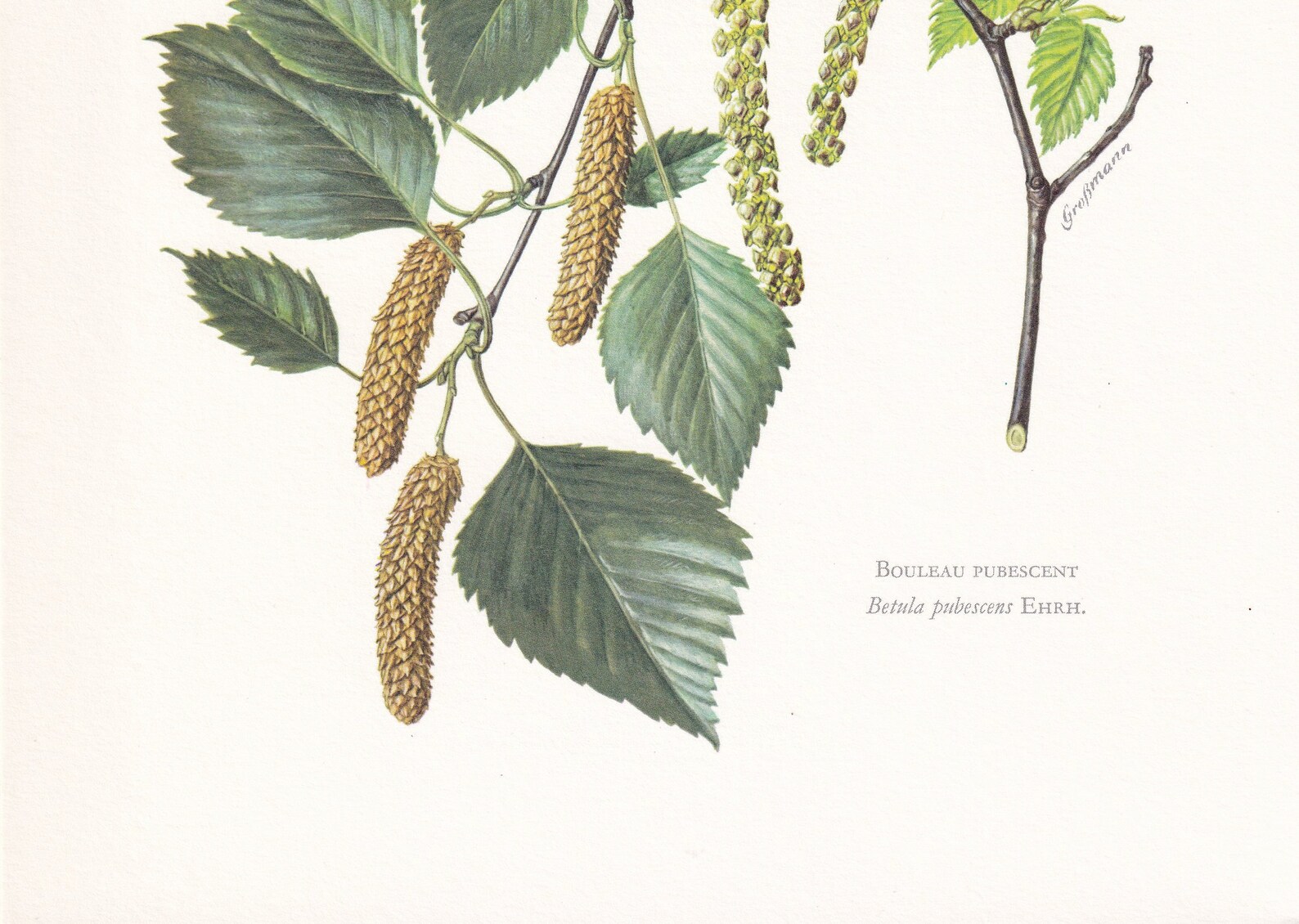 1960 DOWNY BIRCH Print - Botanical Print - Tree Illustration - Tree ...