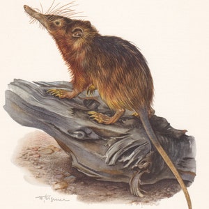 1960 HISPANIOLAN SOLENODON Print - Vintage Animal Print - Animal ...