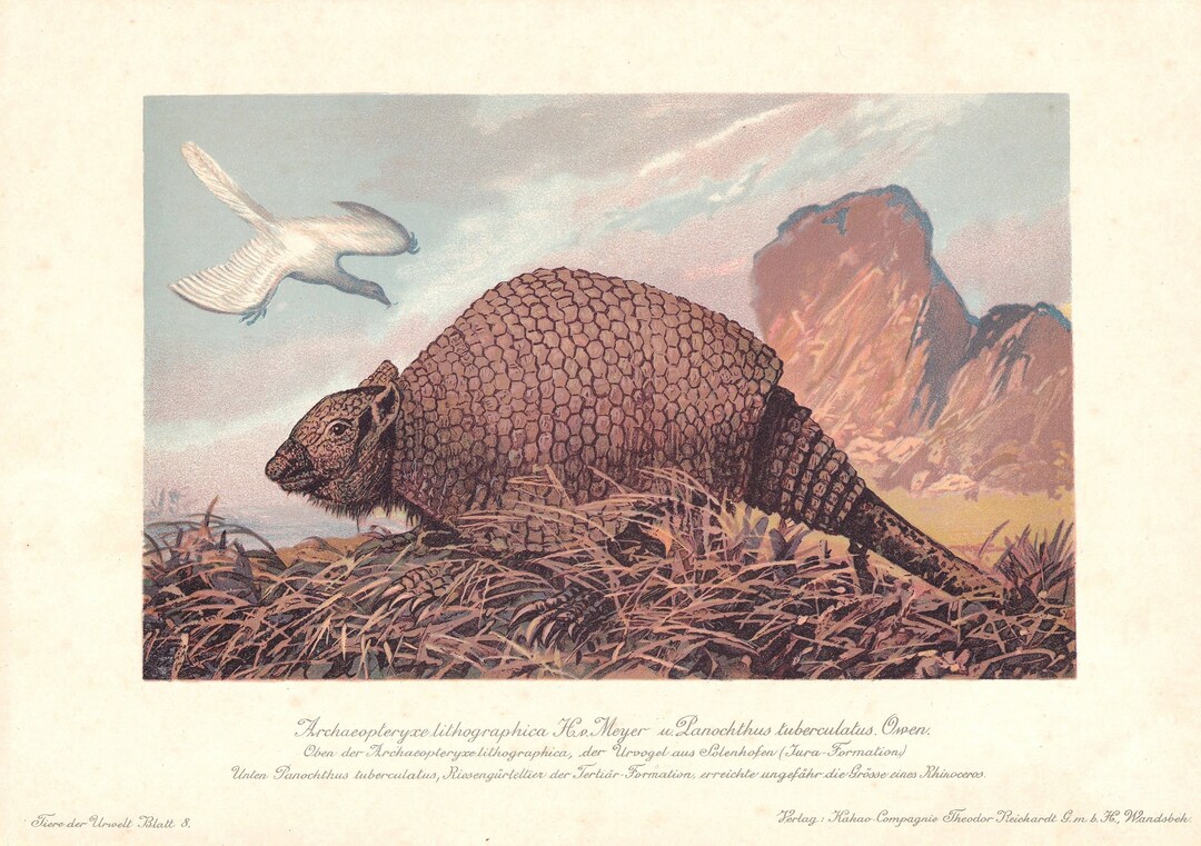 1902 PANOCHTHUS Print - Extinct Animal Print - Paleoart - Prehistoric ...