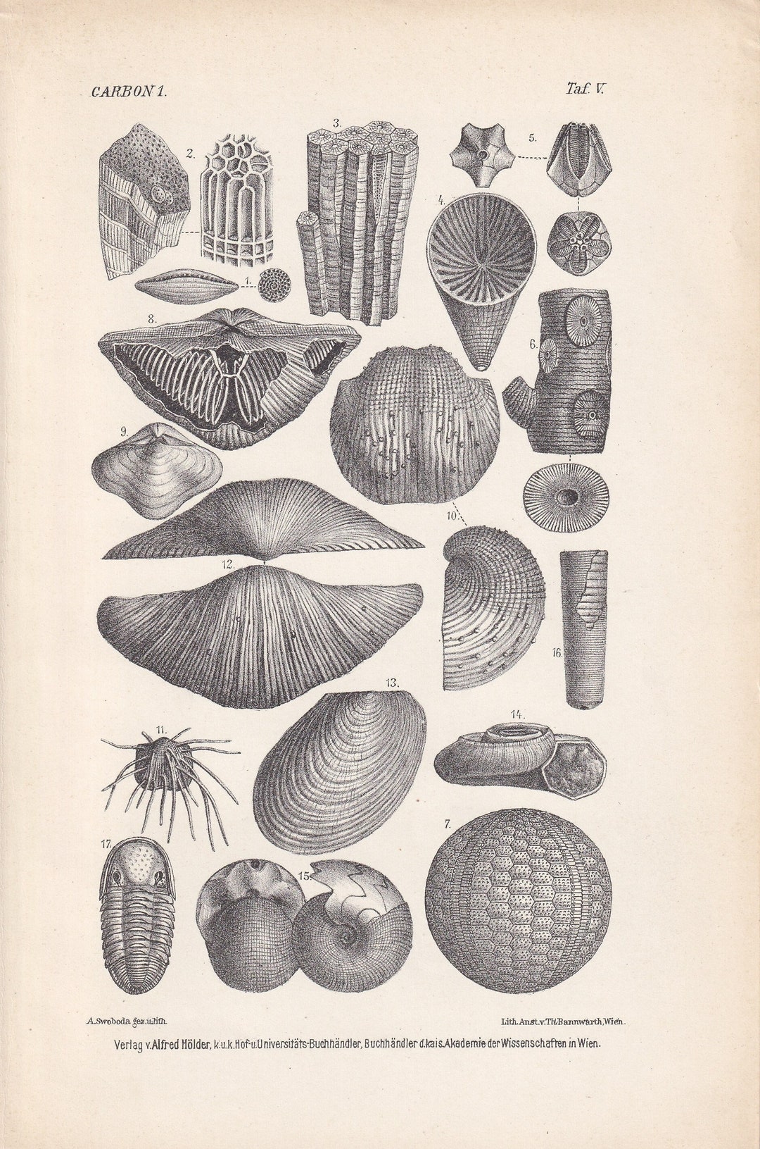 1900 CARBONIFEROUS PERIOD FOSSILS Print - Antique Fossil Print ...