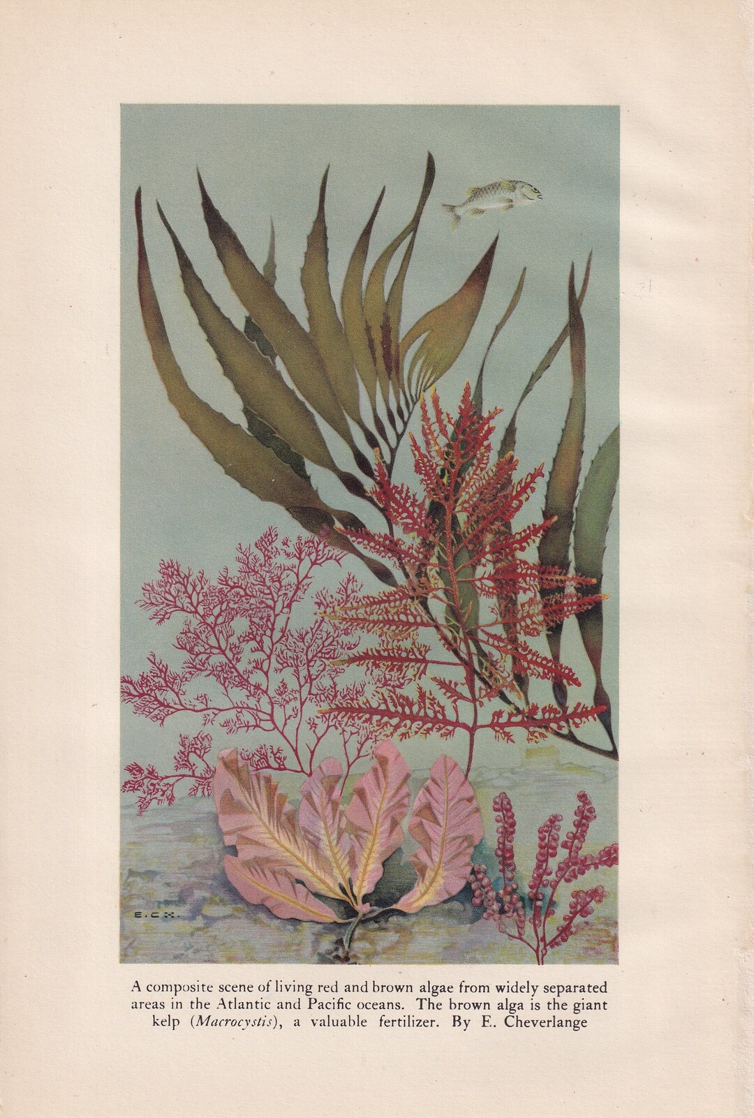 1934 RED & BROWN ALGAE Print - Algae Art - Algae Print - Algae Wall Art ...