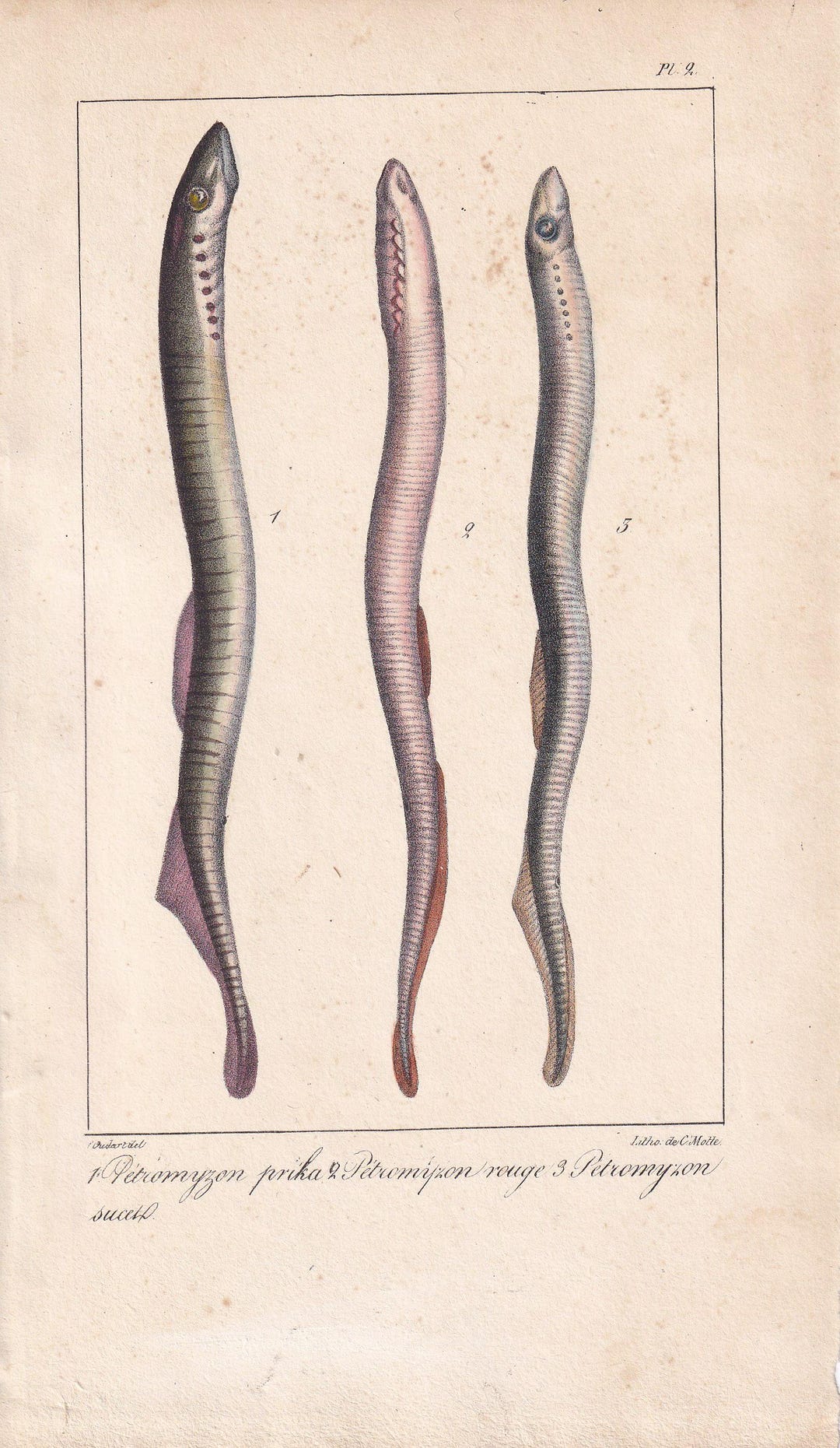 1834 EELS FISH Print - Hand-coloured Antique Print - Lacepede - Fish ...