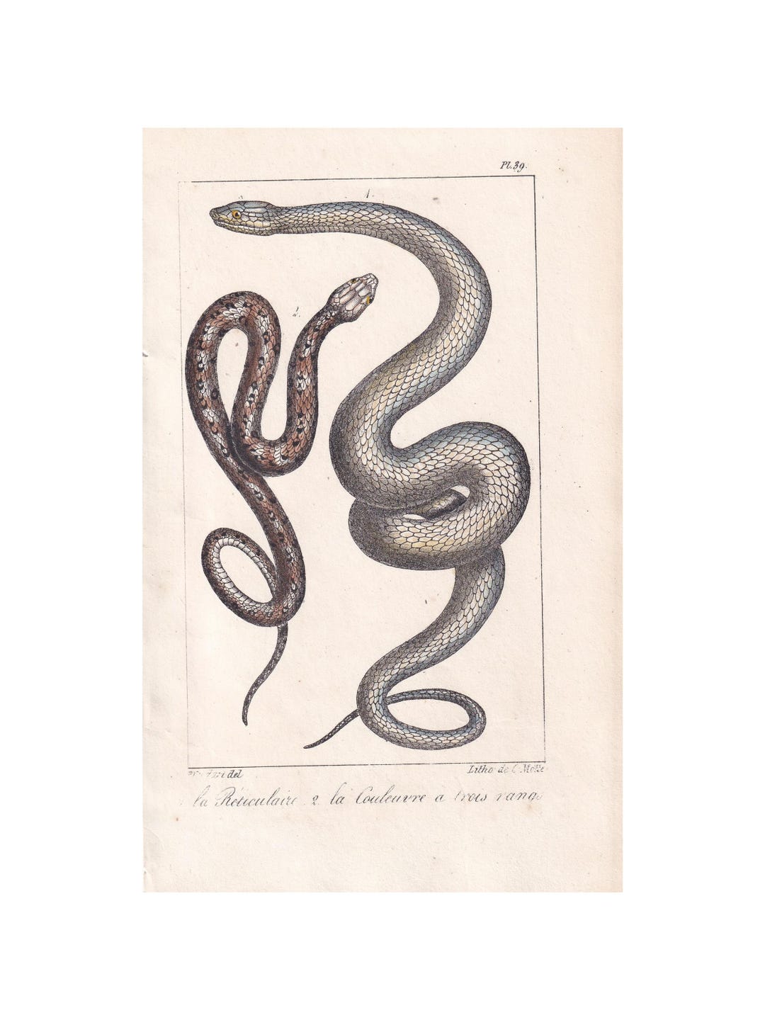 1834 RETICULATED PYTHON SNAKE Print - Hand-coloured Antique Print ...