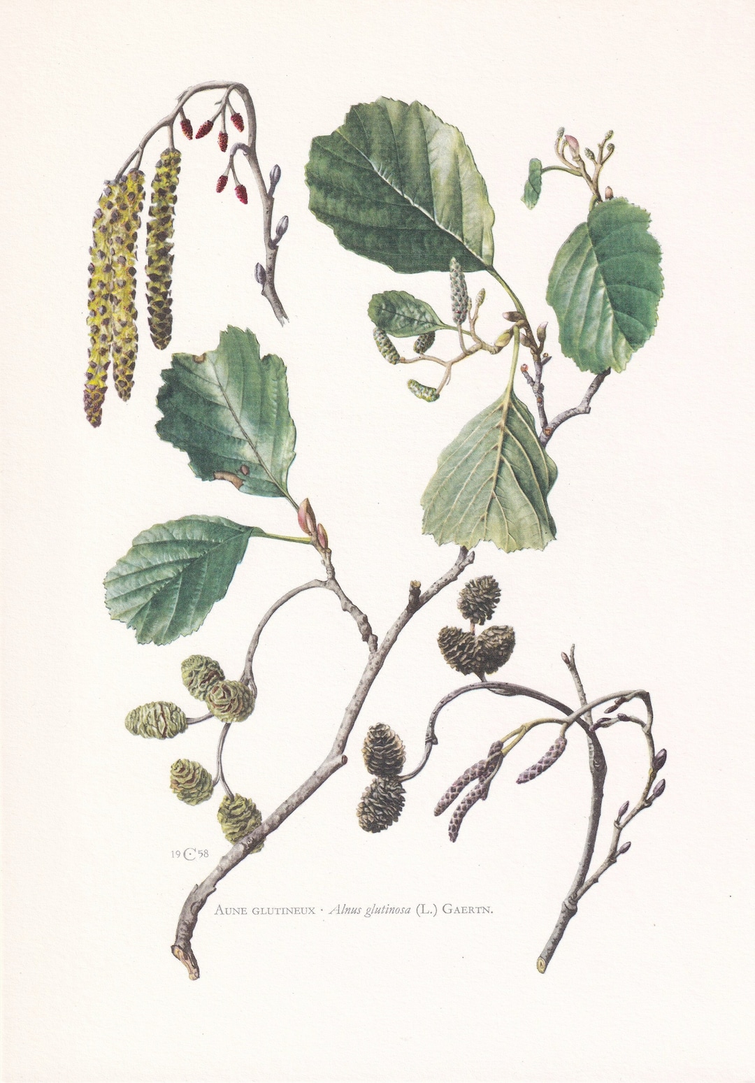 1960 BLACK ALDER Print - Botanical Print - Tree Illustration - Tree ...