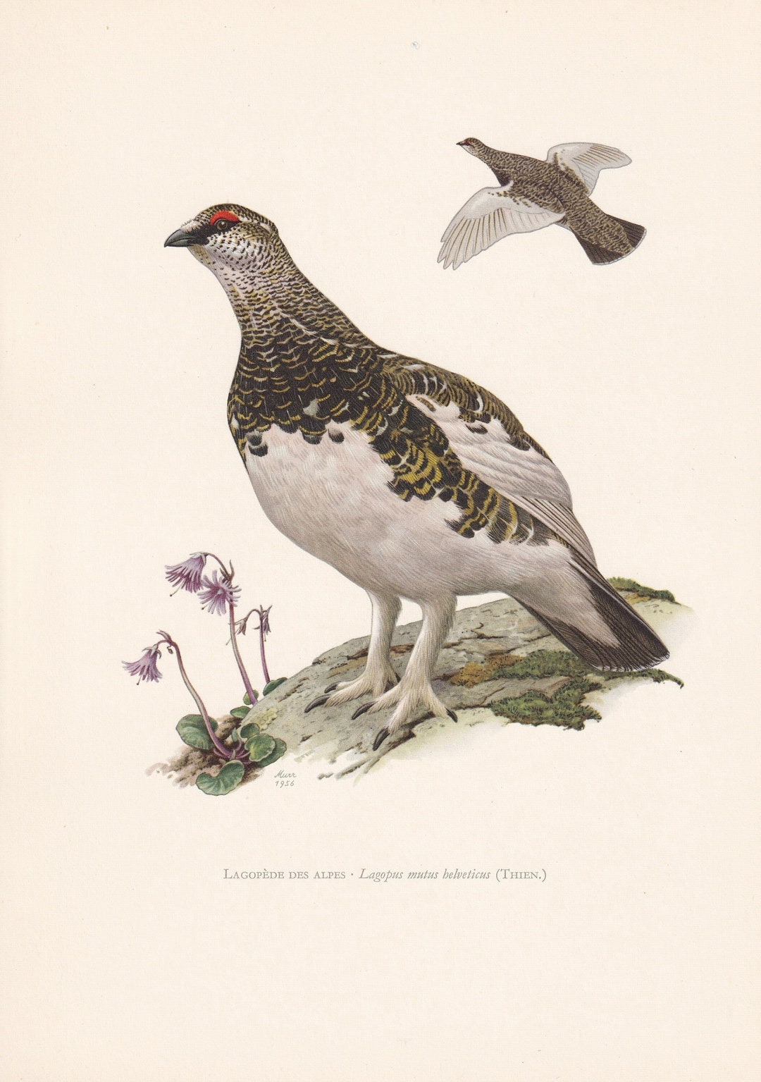 1960 ROCK PTARMIGAN Bird Print - Vintage Bird Print - Bird Illustration ...