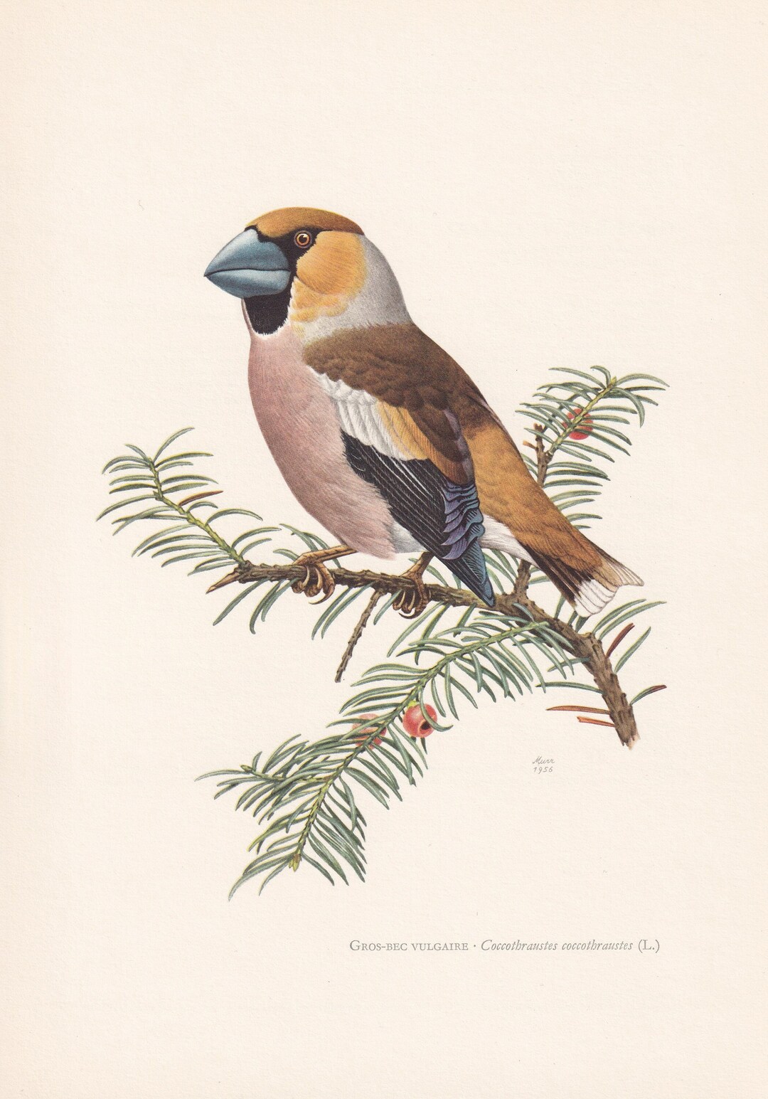 1960 HAWFINCH Bird Print - Vintage Bird Print - Bird Illustration ...
