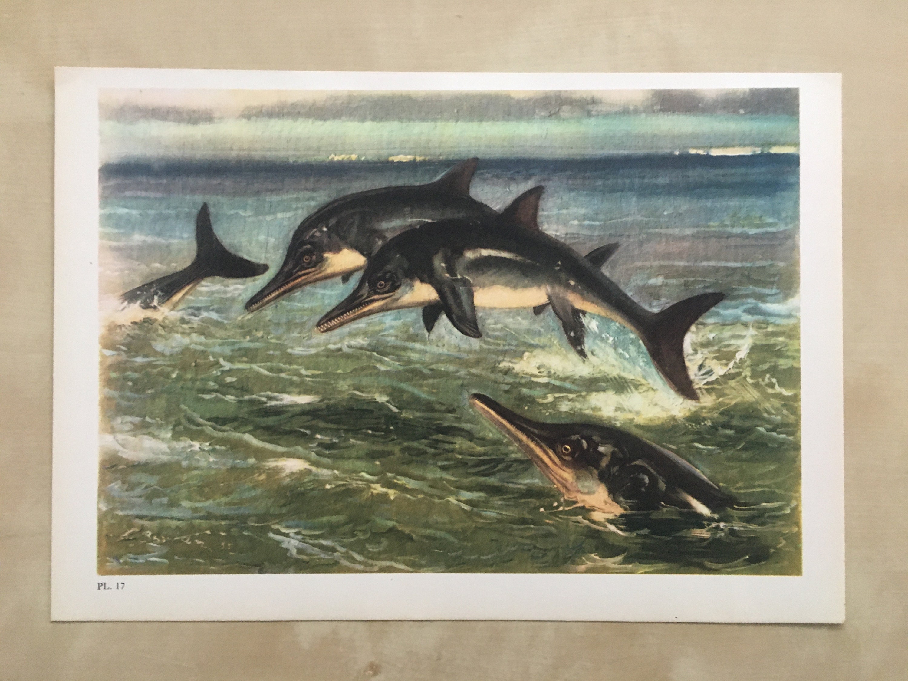 1960 ICHTHYOSAUR STENOPTERYGIUS Print Prehistoric Animals - Etsy