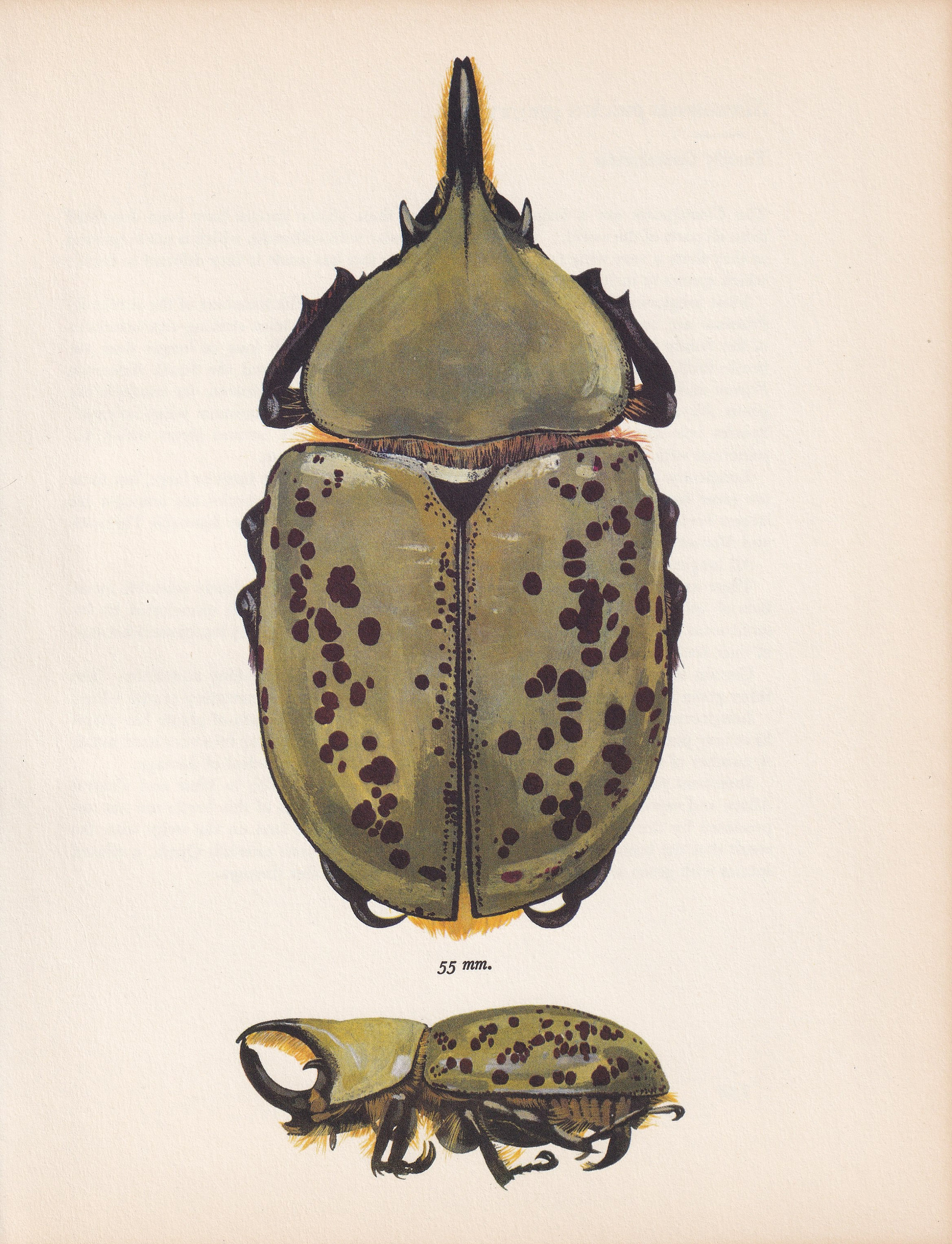 1964 HERCULES SCARAB BEETLE Print Vintage Beetle Art - Etsy