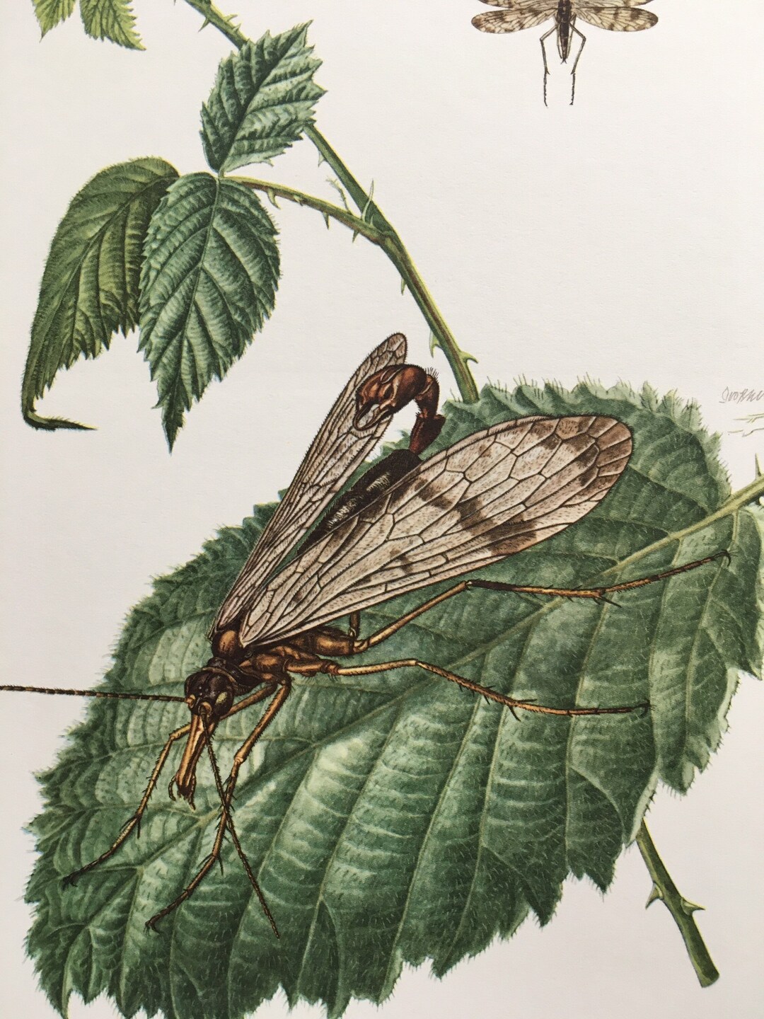 1960 SCORPION FLY Print Vintage Insect Print Bugs - Etsy