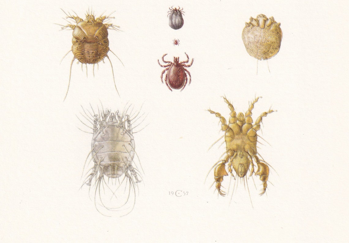 1960 ITCH MITE & Other Mites Print - Vintage Insect Print - Insect Wall ...