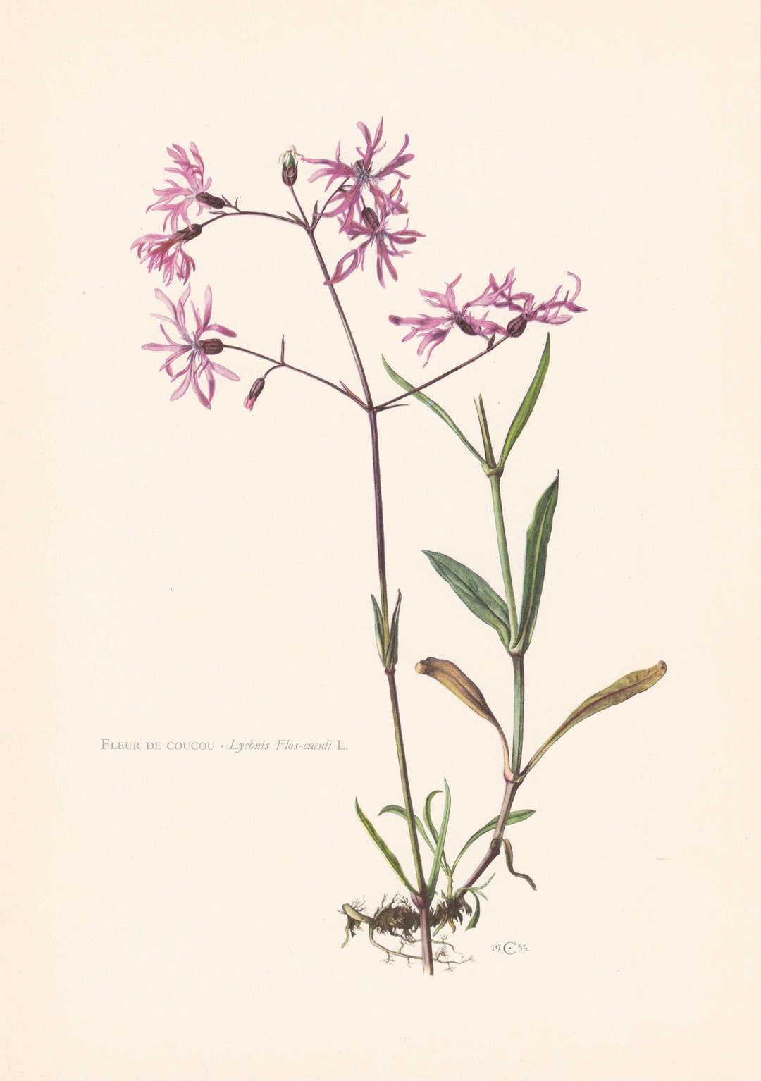 1960 RAGGED ROBIN Flower Print - Botanical Print - Botanical ...