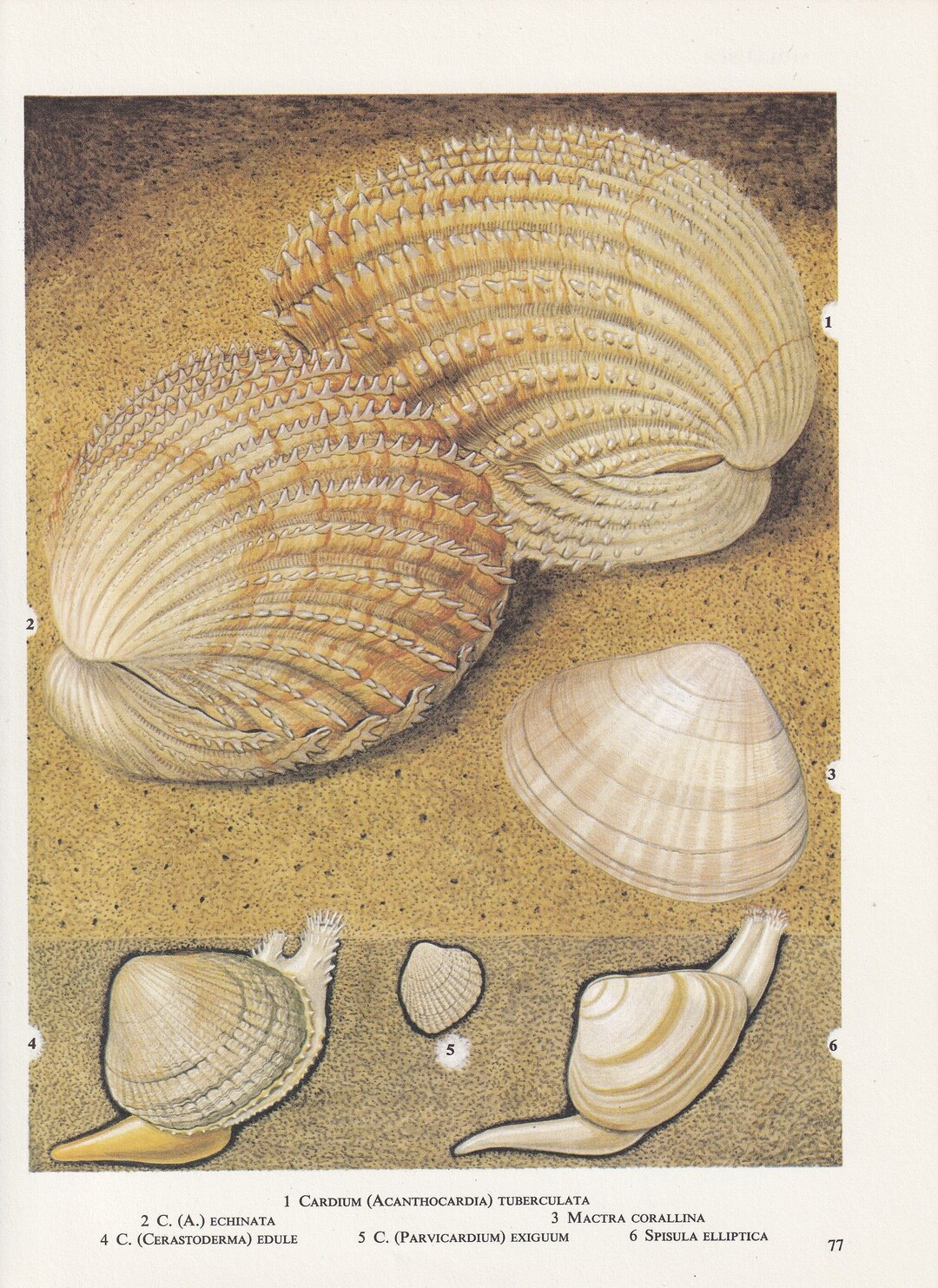 1971 COCKLES & TROUGH SHELLS Print - Original Vintage Marine Print ...