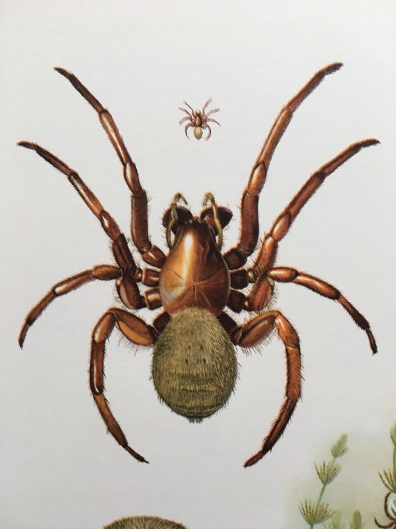 Diving Bell Spider