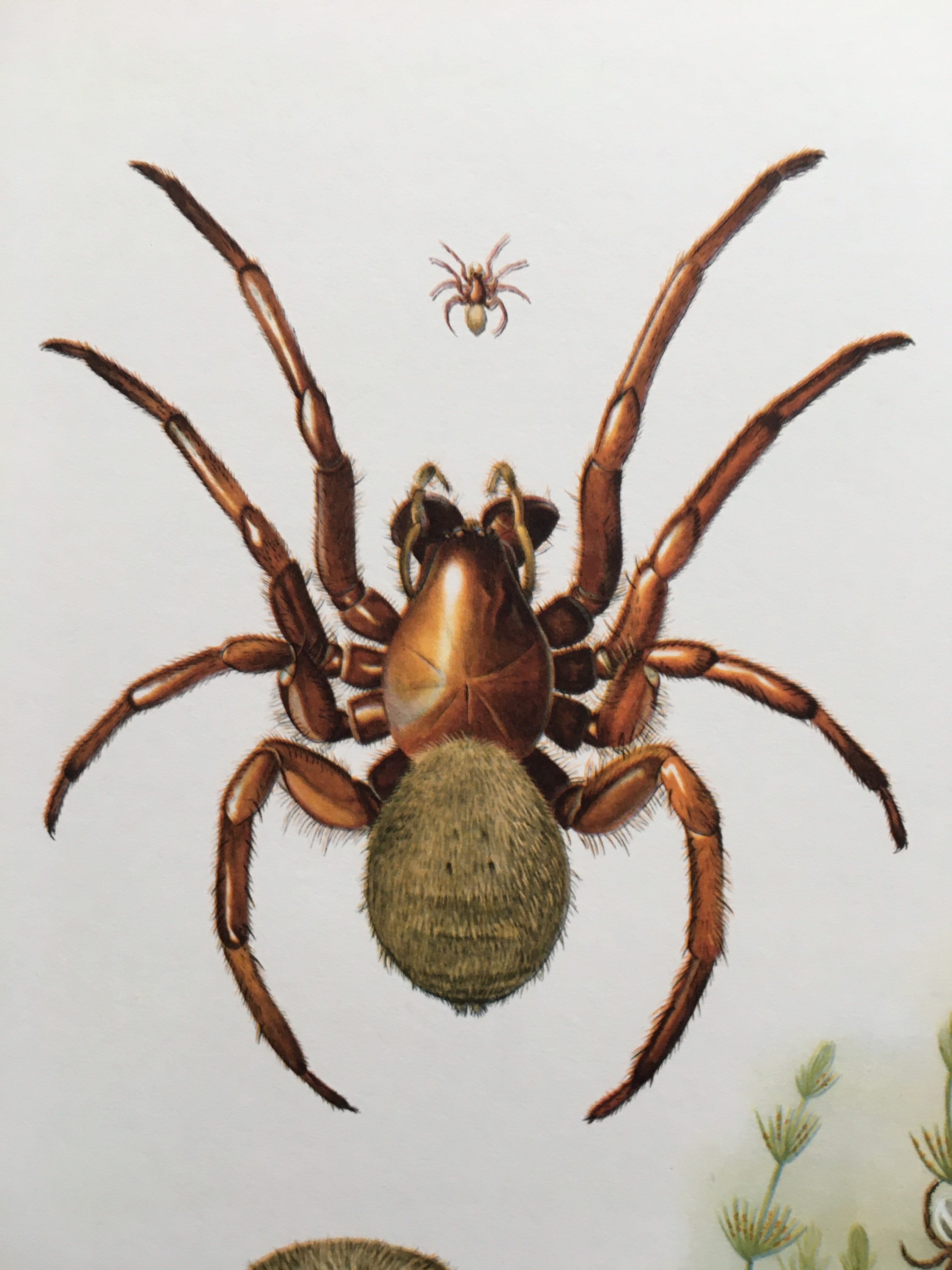 Diving Bell Spider Body Parts