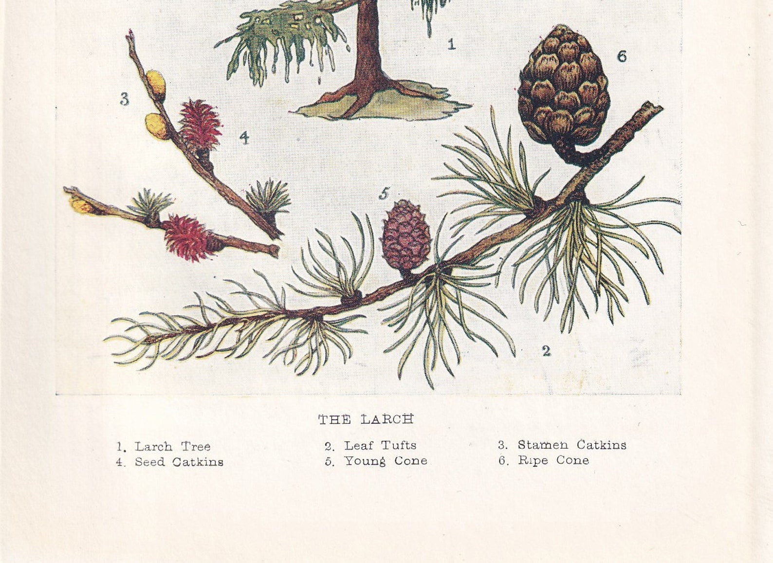 1910 LARCH TREE Print - Original Antique Tree Print - Tree Wall Art ...