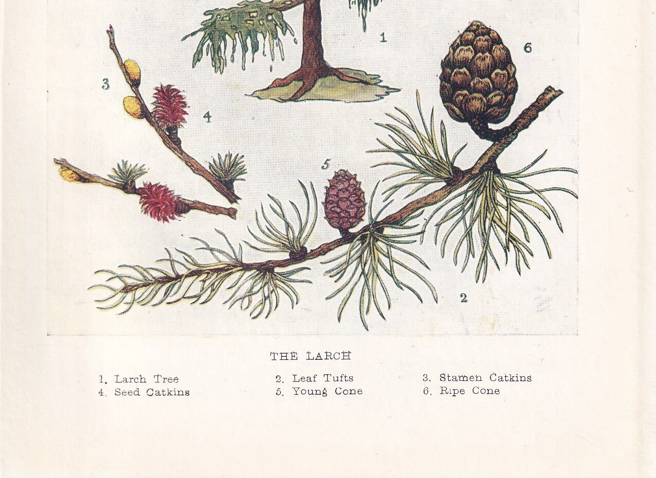 1910 LARCH TREE Print - Original Antique Tree Print - Tree Wall Art ...