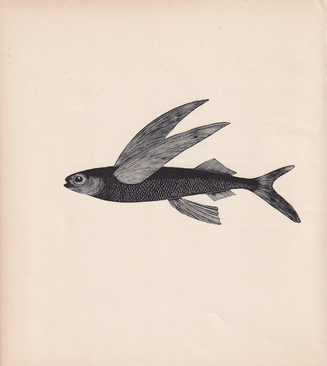 1929 FLYING FISH Print Wood Engraving - Fish Wall Art - Sea Life Print ...