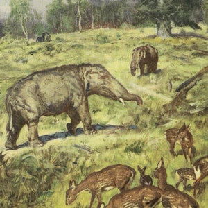 1960 MIOCENE EPOCH Print - Prehistoric Animals Print - Paleoart ...