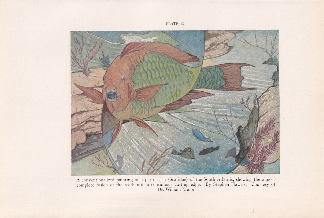 1934 PARROTFISH Print - Original Vintage Print - Sea Life Decor - Sea ...