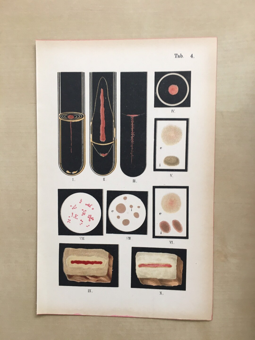 1897 BACTERIA Print - Micrococcus Roseus - Biologist Gift Idea ...