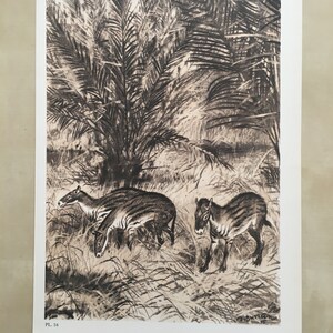Large 1960 EOHIPPUS Print - Prehistoric Animals Print - Paleoart ...
