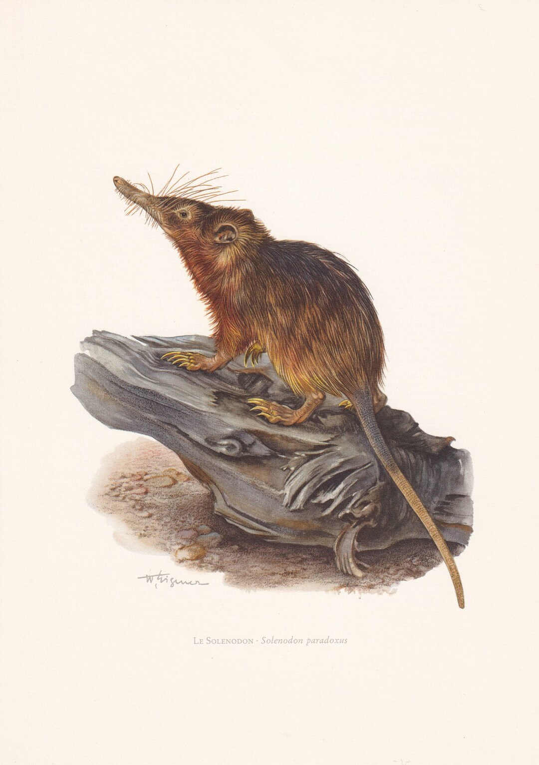 1960 HISPANIOLAN SOLENODON Print - Vintage Animal Print - Animal ...