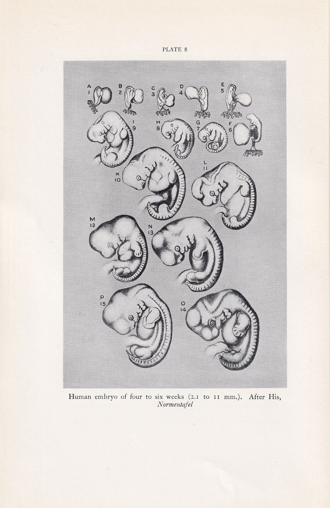 1934 HUMAN EMBRYO Print - Pregnancy Print - Original Vintage Print ...